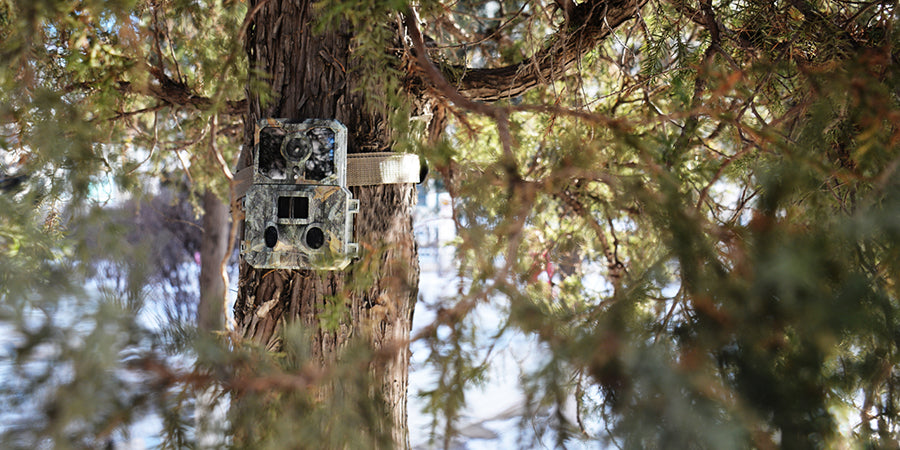 Choosing The Trail Camera for Stunning Wildlife Footage – icloverhunting
