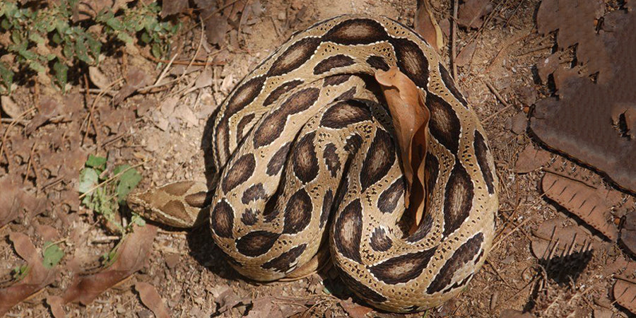 Aid Tools for Transporting Snakes-----Snake Hook – icloverhunting